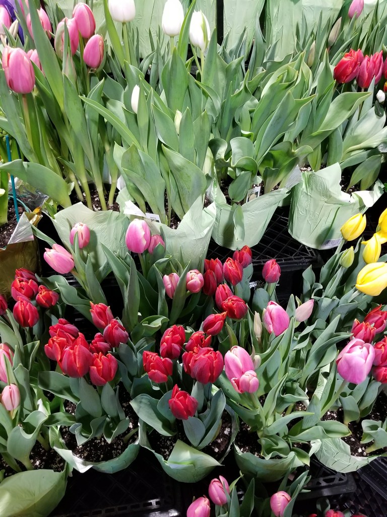 Smonday – The Listening Ladybug